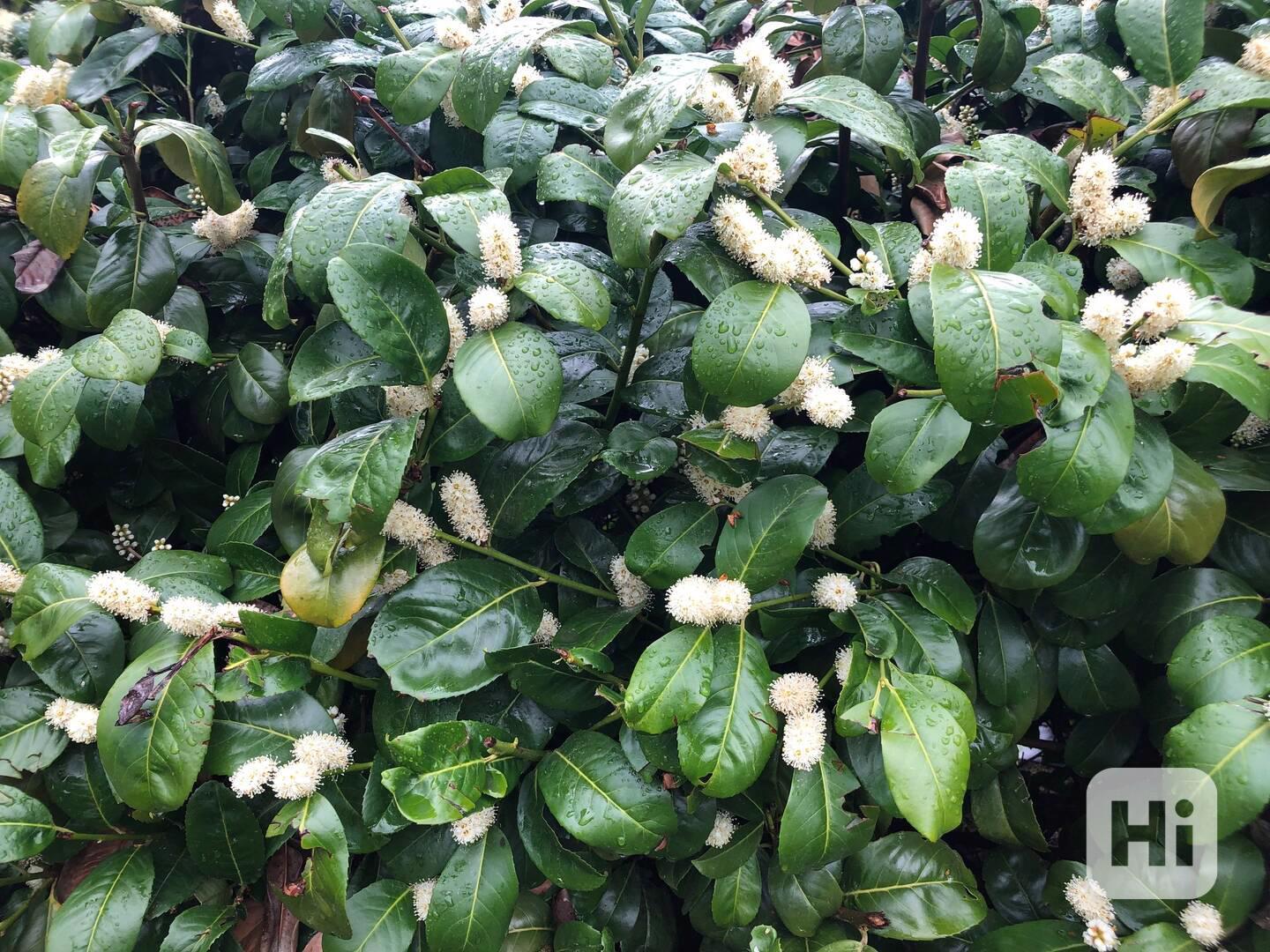 Bobkovišeň, Bobkovišně sazenice, živý plot - bazar - Hyperinzerce.cz