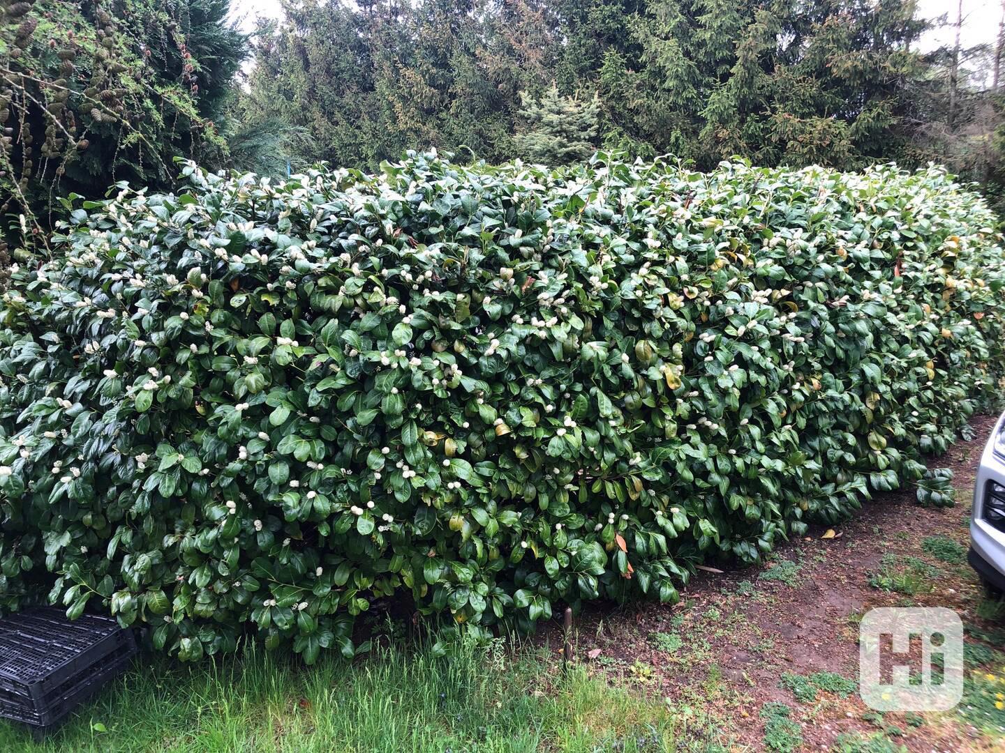 Bobkovišeň, Bobkovišně sazenice, živý plot - bazar - Hyperinzerce.cz