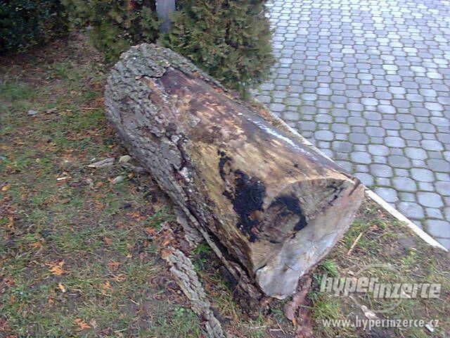 prodej ořechového dřeva-kmen - bazar - Hyperinzerce.cz