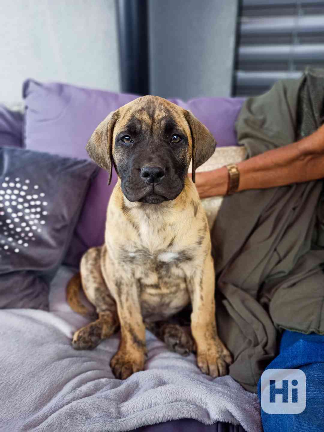 Kanárská doga / Presa canario - bazar - Hyperinzerce.cz