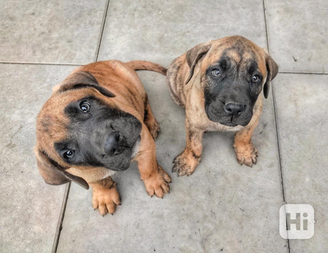 Kanárská doga / Presa canario - bazar - Hyperinzerce.cz