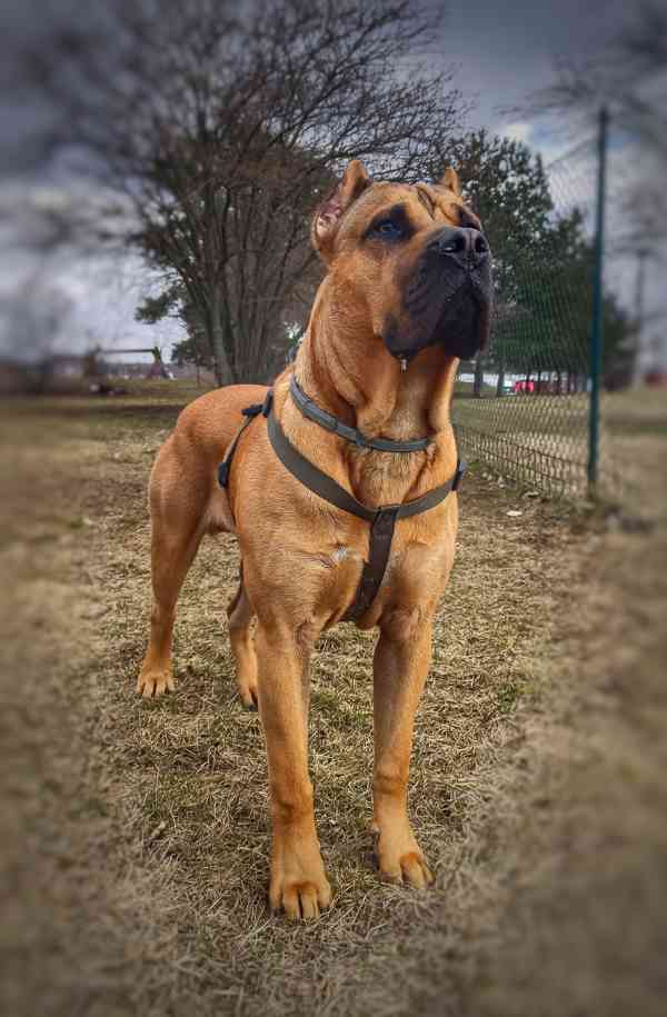 Kanárská doga / Presa canario - bazar - Hyperinzerce.cz