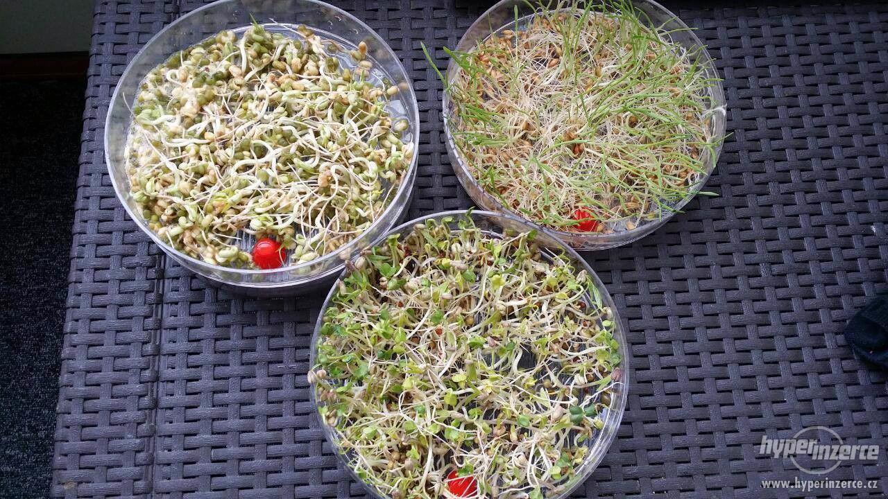 Klíčící biomiska- nádoba na klíčení semen + semena na klíčky - bazar ...