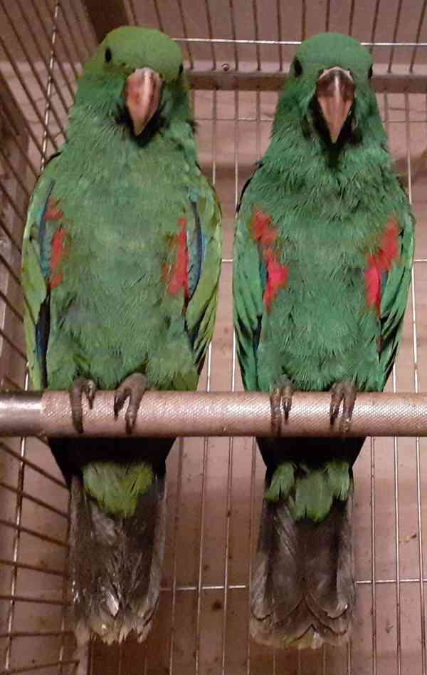 Eklektus různobarvý guinejský (Eclectus roratus polychloros) - bazar ...