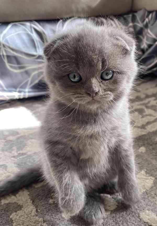 Skotská klapouchá koťata (Britska) - bazar - Hyperinzerce.cz