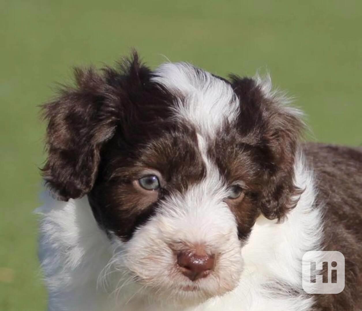 Ghost Merle border kolie - bazar - Hyperinzerce.cz