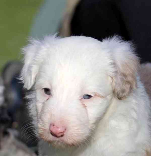 Ghost Merle border kolie - bazar - Hyperinzerce.cz