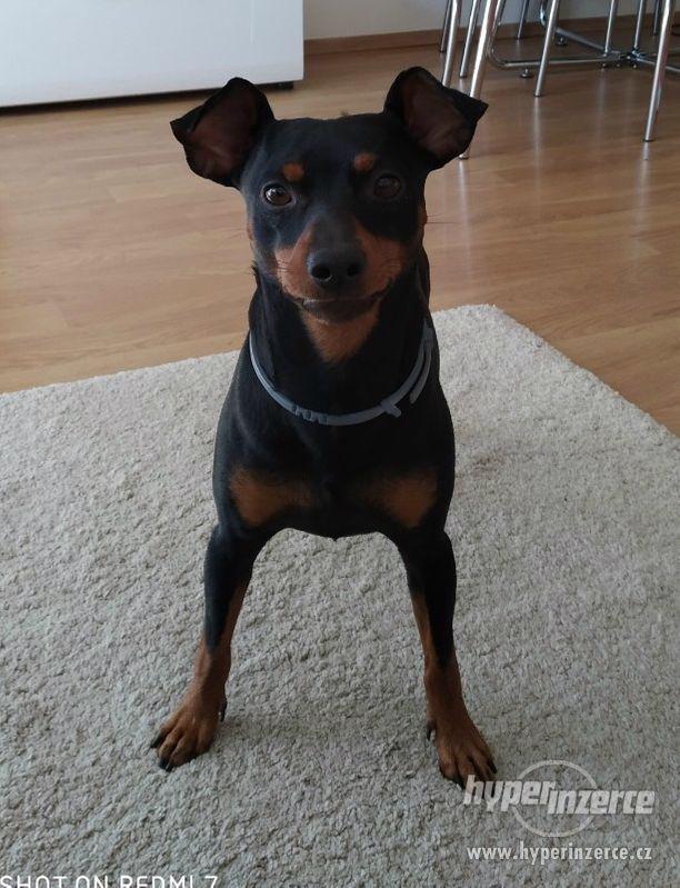 Německý pinč ke krytí - bazar - Hyperinzerce.cz