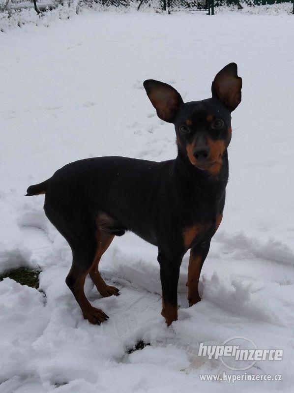 Německý pinč ke krytí - bazar - Hyperinzerce.cz