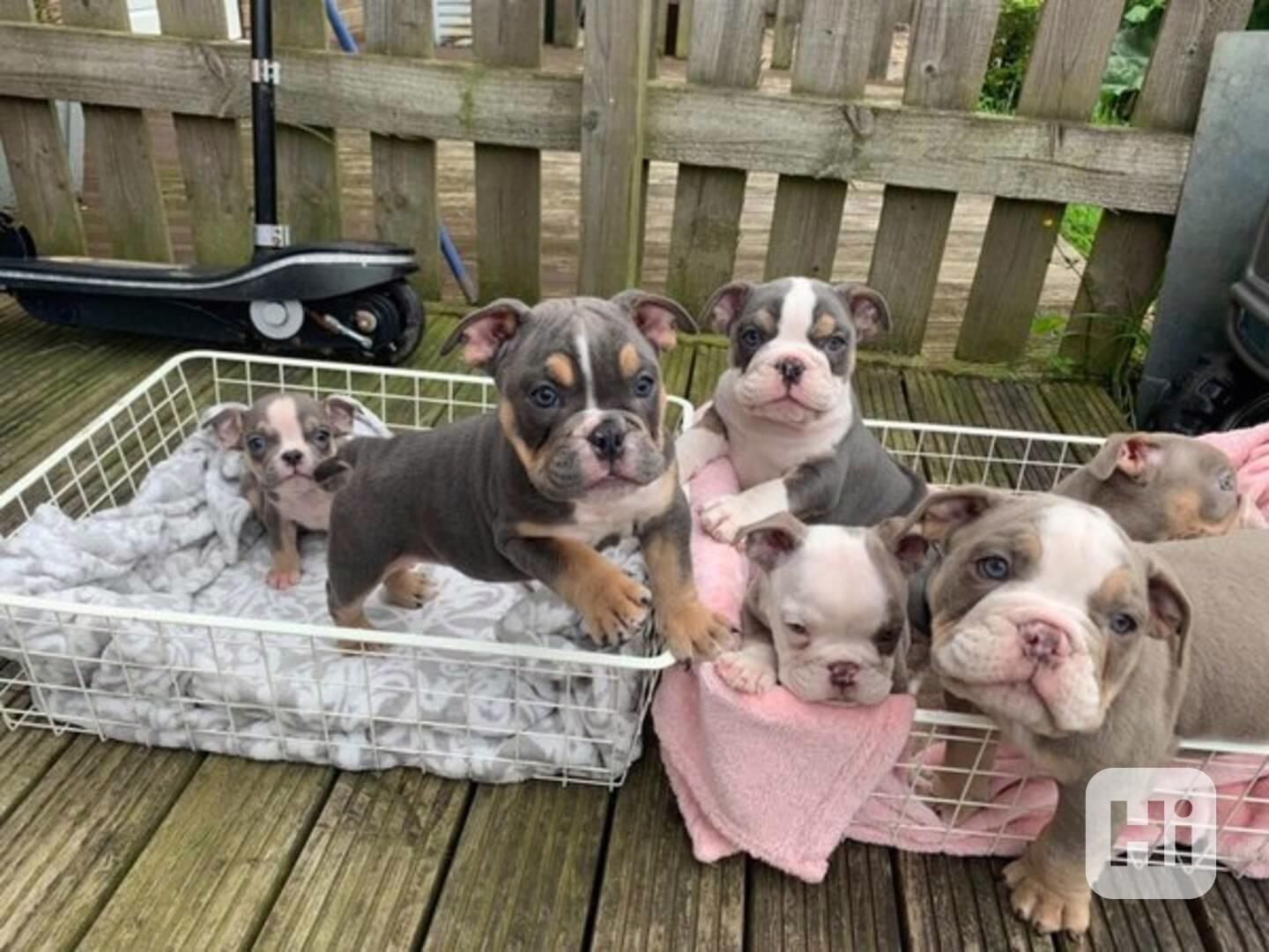 Anglický buldok na prodej - bazar - Hyperinzerce.cz