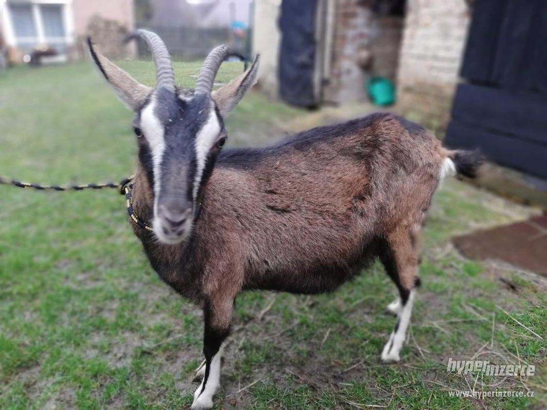 Alpská březí koza - bazar - Hyperinzerce.cz