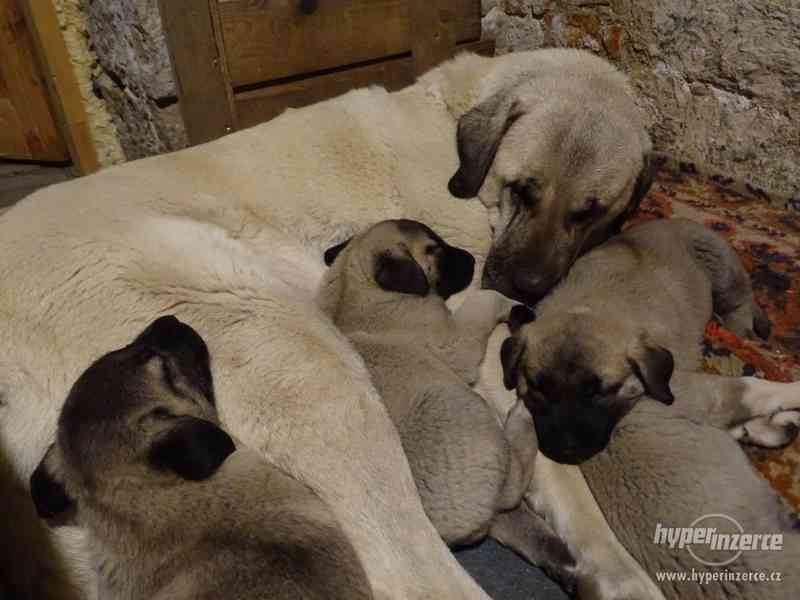 KANGAL - Kangalský pastevecký pes štěňata s PP - bazar - Hyperinzerce.cz