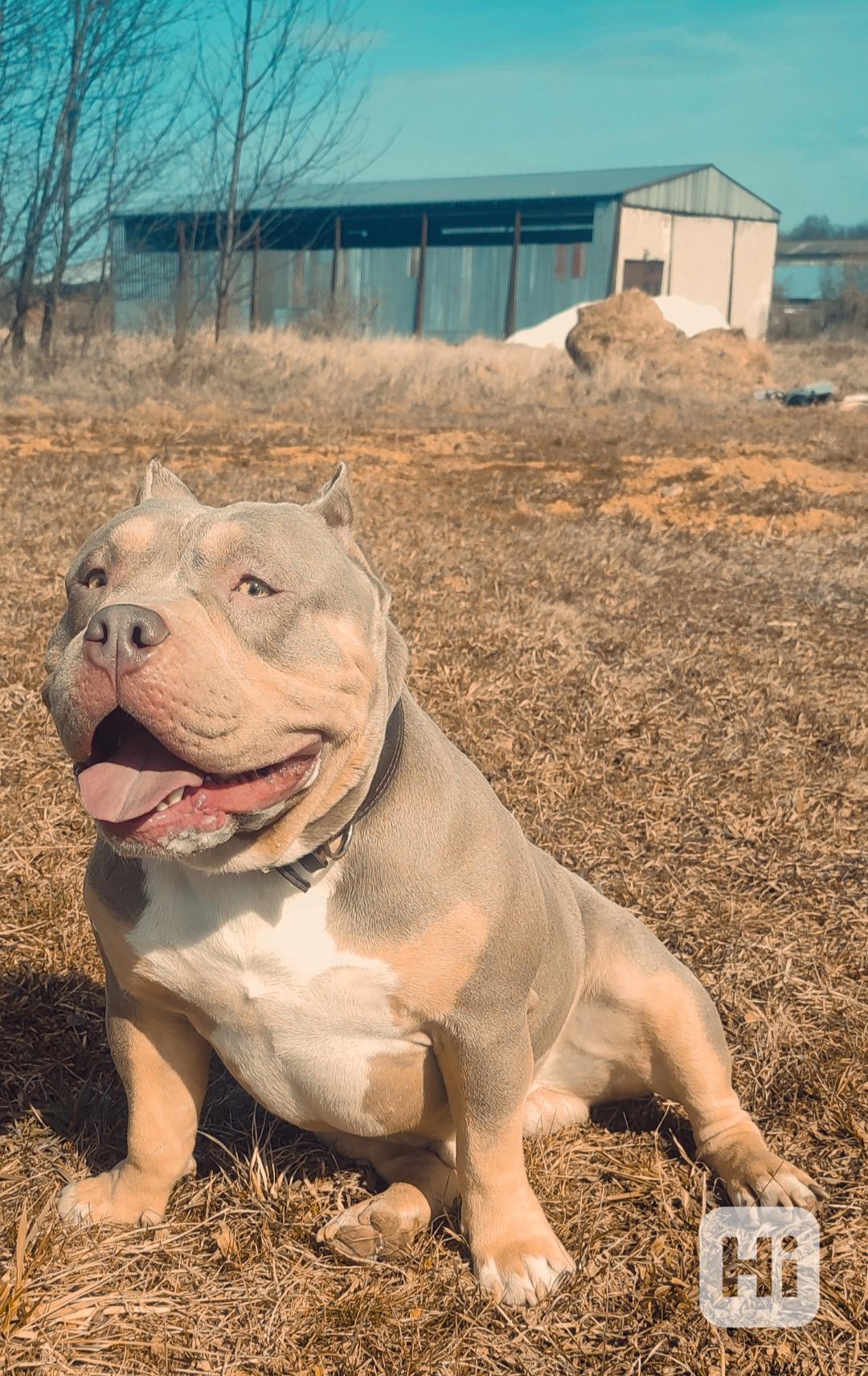 American Bully krytí Standard ABKC/ABR REGISTER - bazar - Hyperinzerce.cz