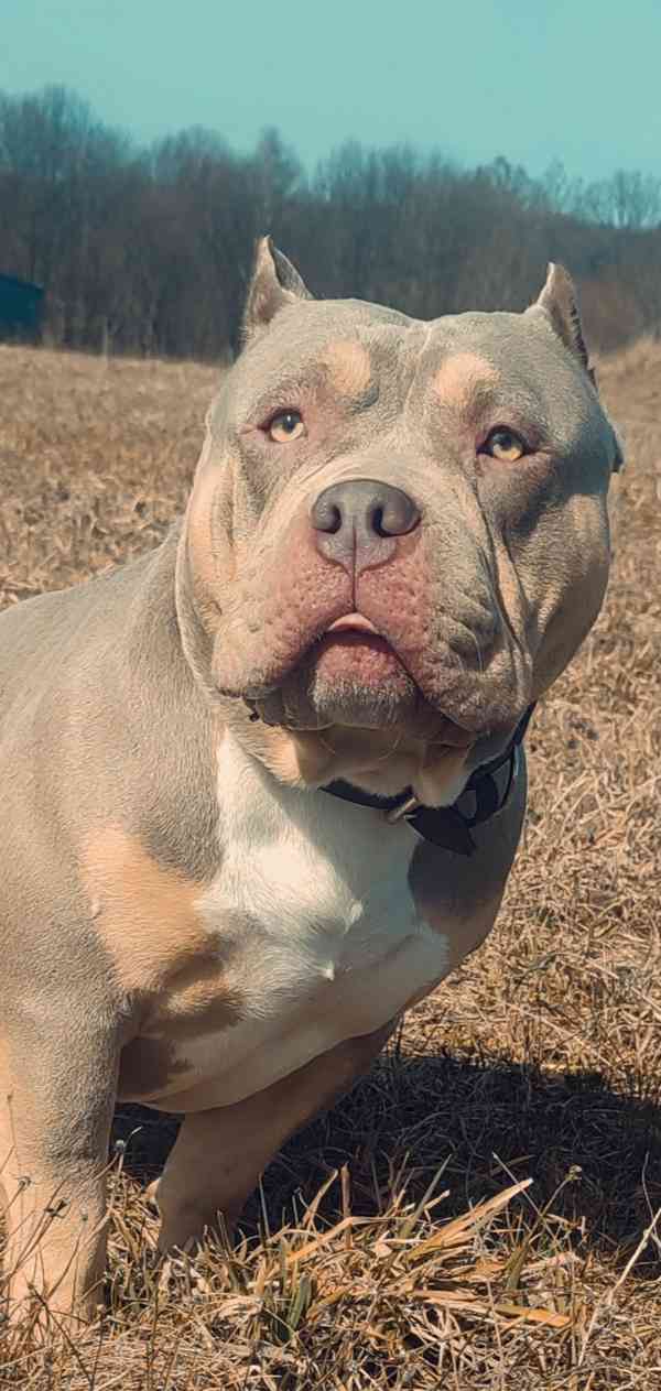 American Bully krytí Standard ABKC/ABR REGISTER - bazar - Hyperinzerce.cz