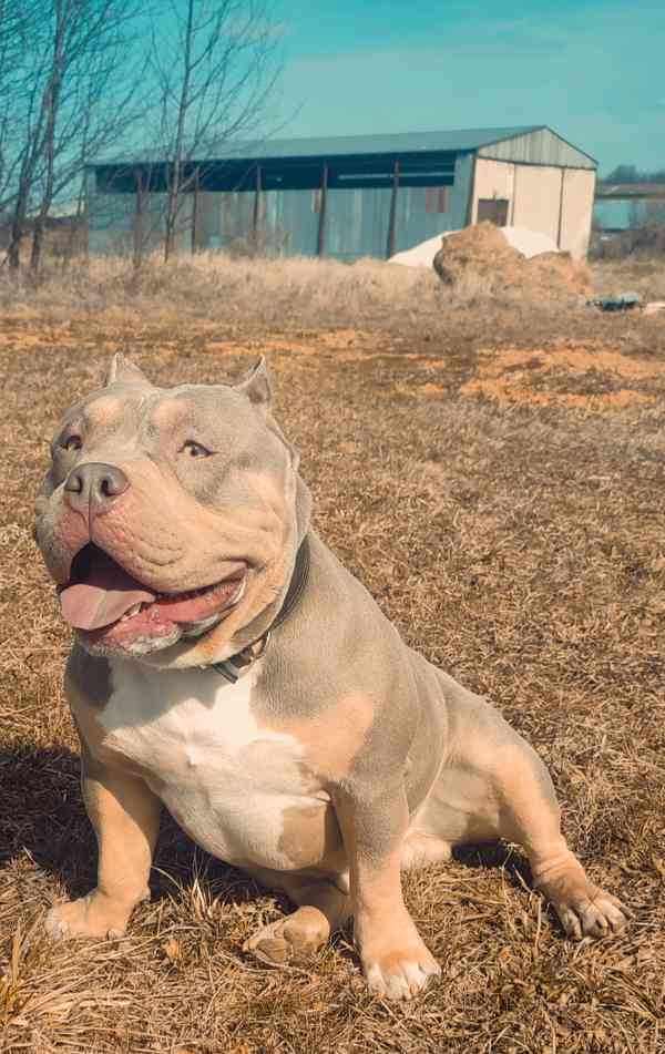 American Bully krytí Standard ABKC/ABR REGISTER - bazar - Hyperinzerce.cz