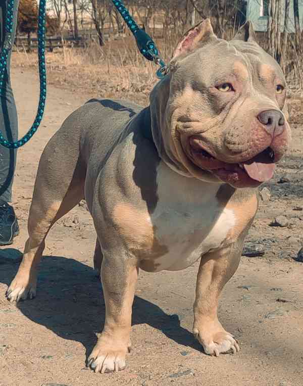 American Bully krytí Standard ABKC/ABR REGISTER - bazar - Hyperinzerce.cz