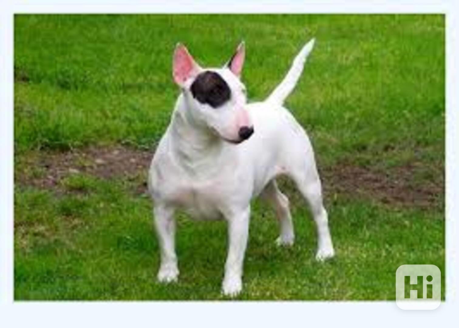 Úžasná štěňata bulteriéra k dispozici Máme k dispozici krásn - bazar ...