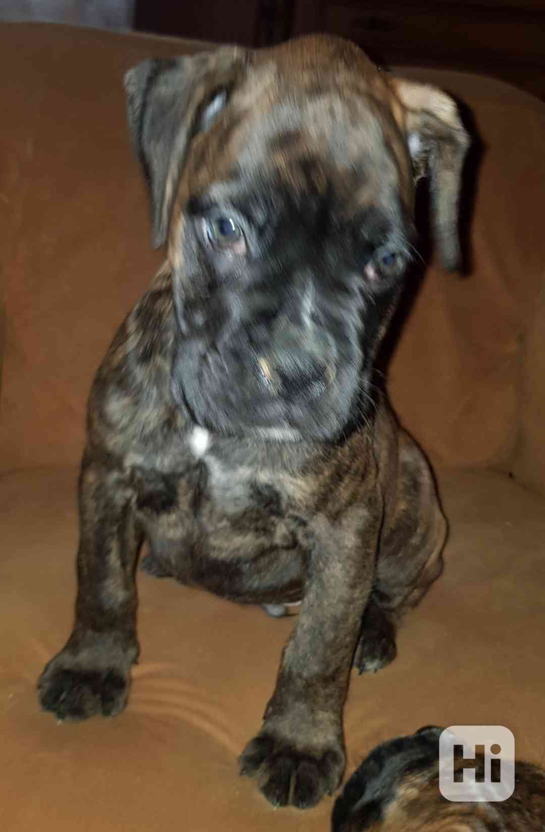 Žíhaný boxer, šteniatka , psíky, krátky chvost - bazar - Hyperinzerce.cz