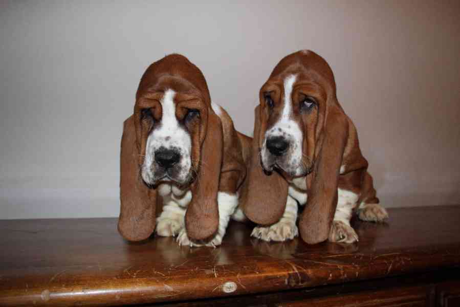 Basset Hound - bazar - Hyperinzerce.cz