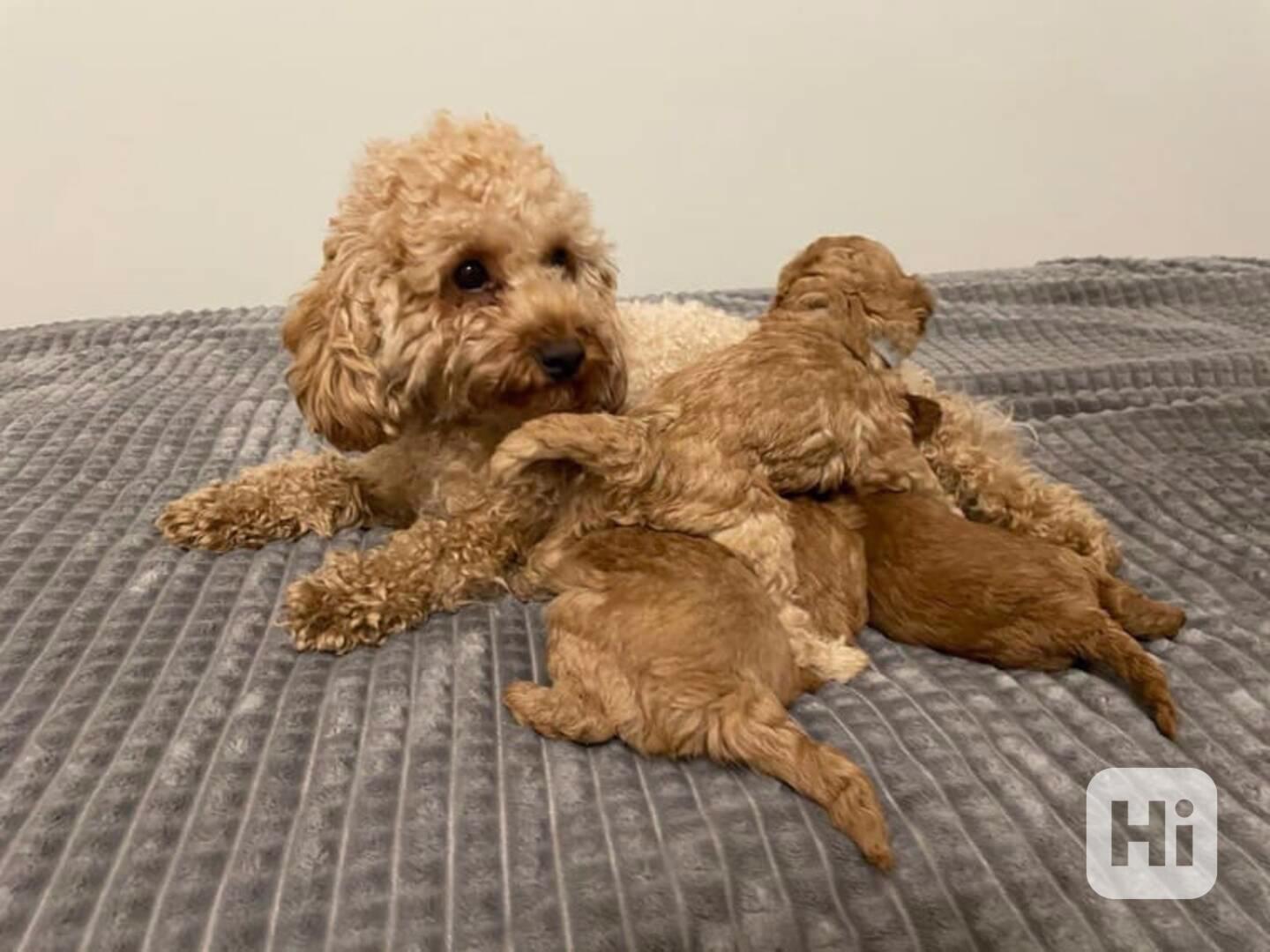 Toy Pudl štěně - bazar - Hyperinzerce.cz