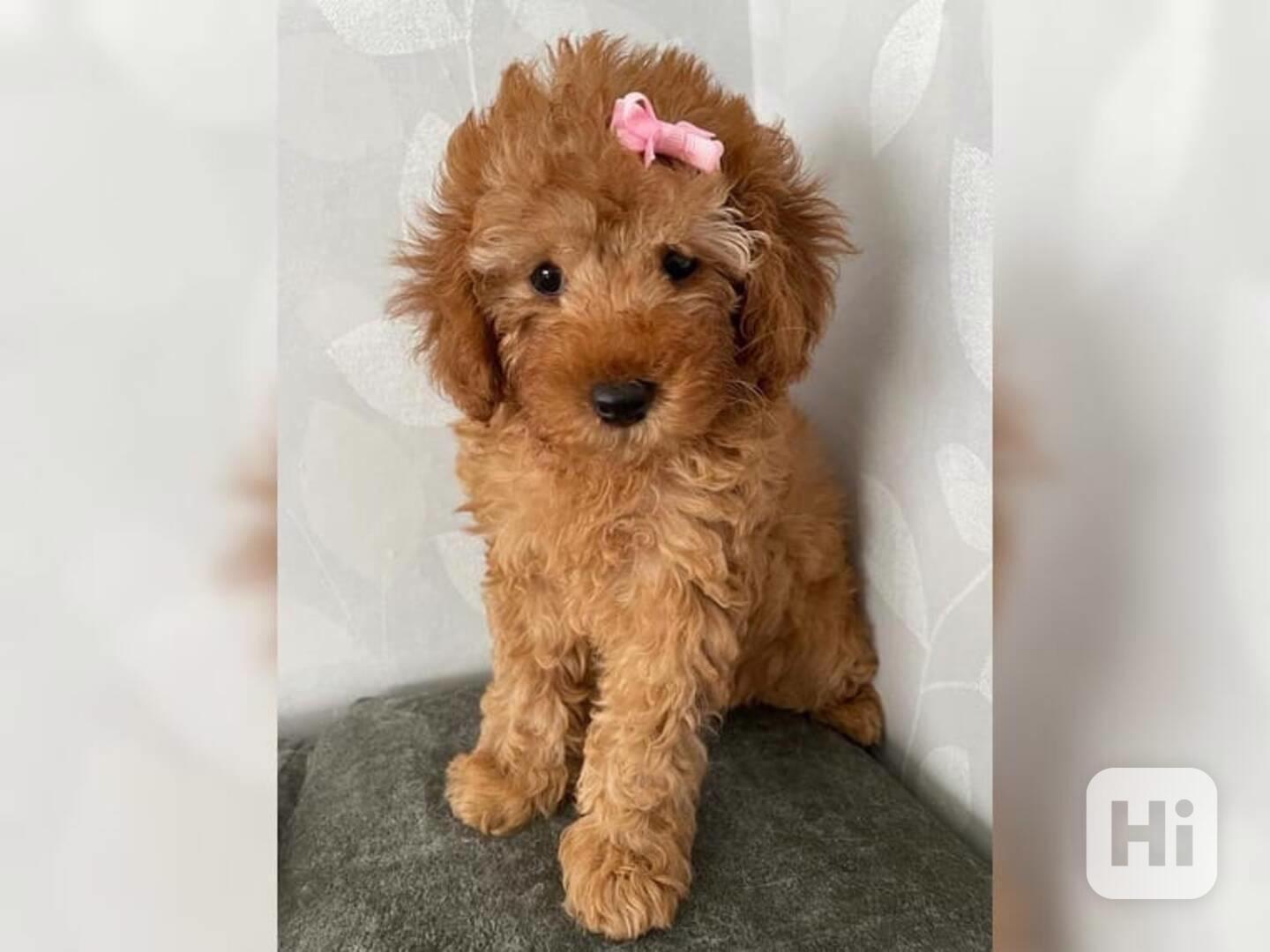 Toy Pudl štěně - bazar - Hyperinzerce.cz