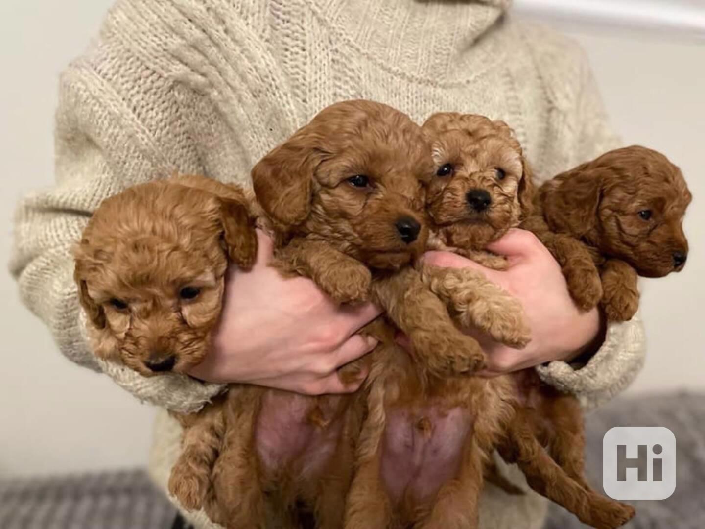 Toy Pudl štěně - bazar - Hyperinzerce.cz