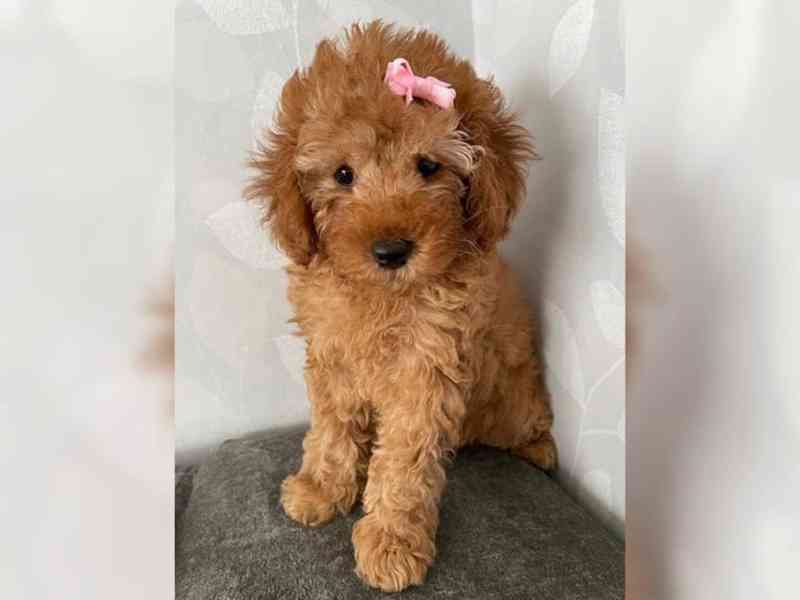 Toy Pudl štěně - bazar - Hyperinzerce.cz