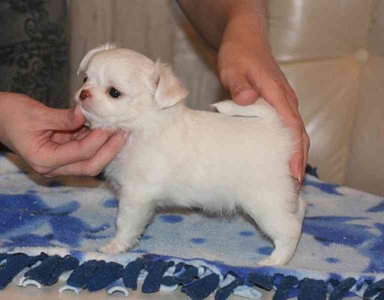 štěňata čivavy k adopci - bazar - Hyperinzerce.cz