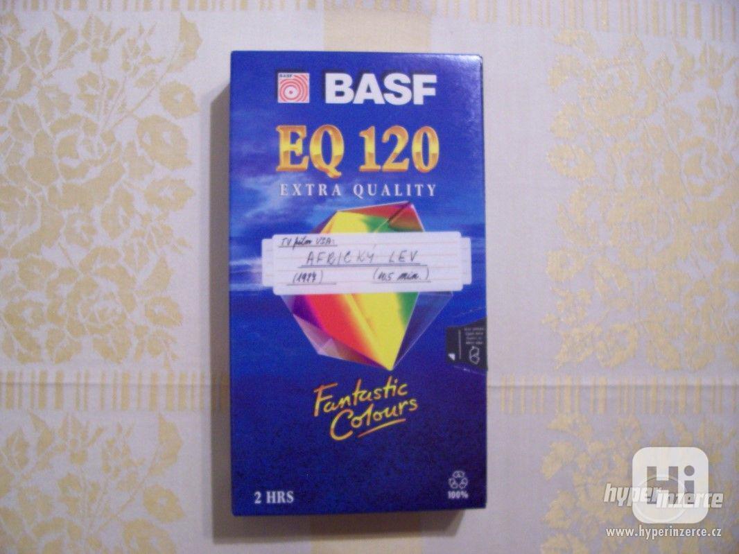 Africký lev - bazar - Hyperinzerce.cz