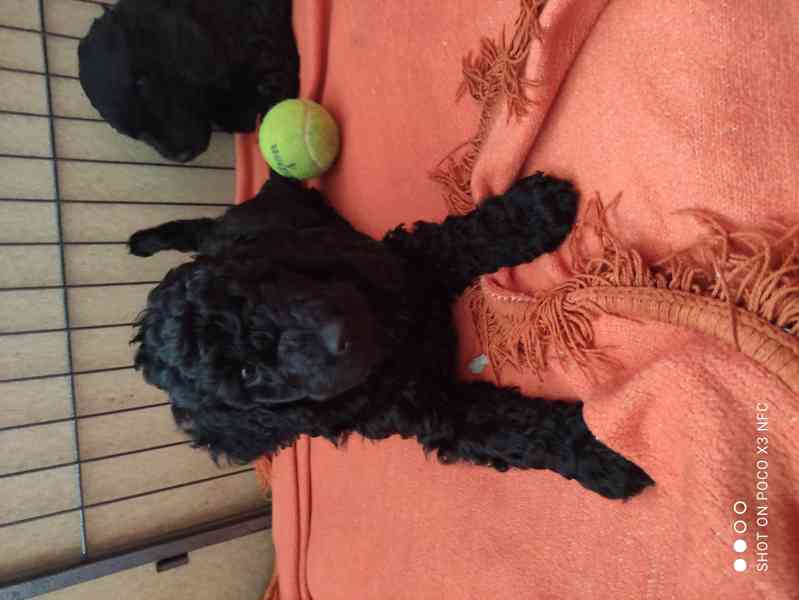 Pudlové - Hyperinzerce.cz