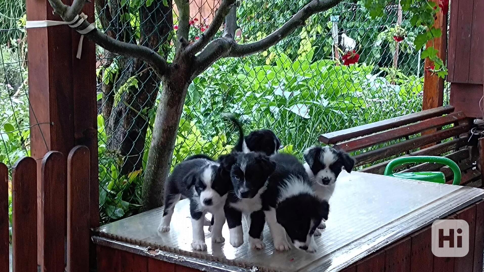 Border colie - bazar - Hyperinzerce.cz