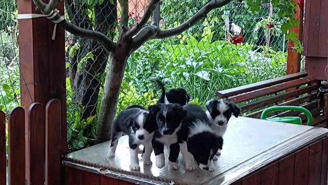 Border colie - bazar - Hyperinzerce.cz