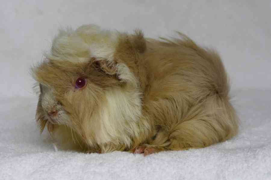 Morčata - Hyperinzerce.cz