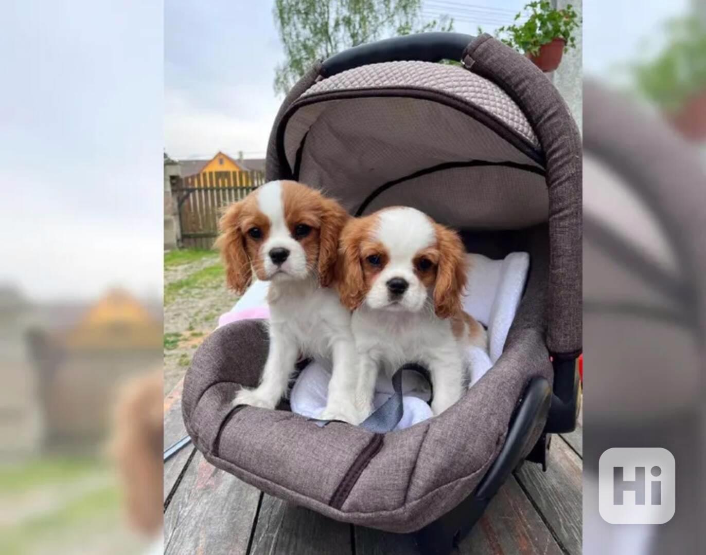 Mini Kavalír King Charles španěl - bazar - Hyperinzerce.cz