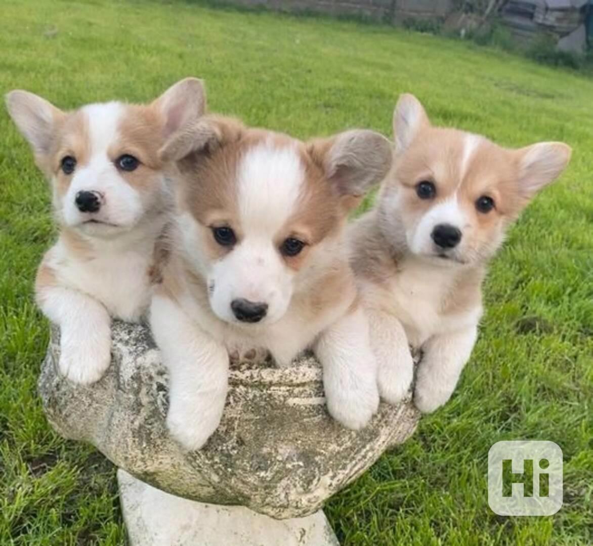 1 vWD & DM CLEAR GIRL KC REG CORGI ŠTĚŇATA - bazar - Hyperinzerce.cz