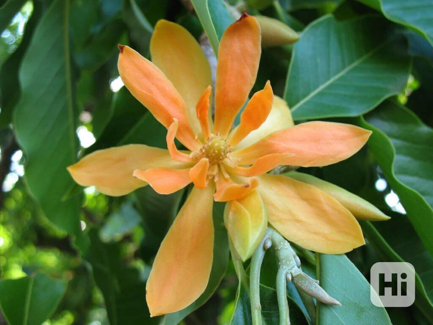 semena Michelia Champaca - Magnolia Champaca - bazar - Hyperinzerce.cz