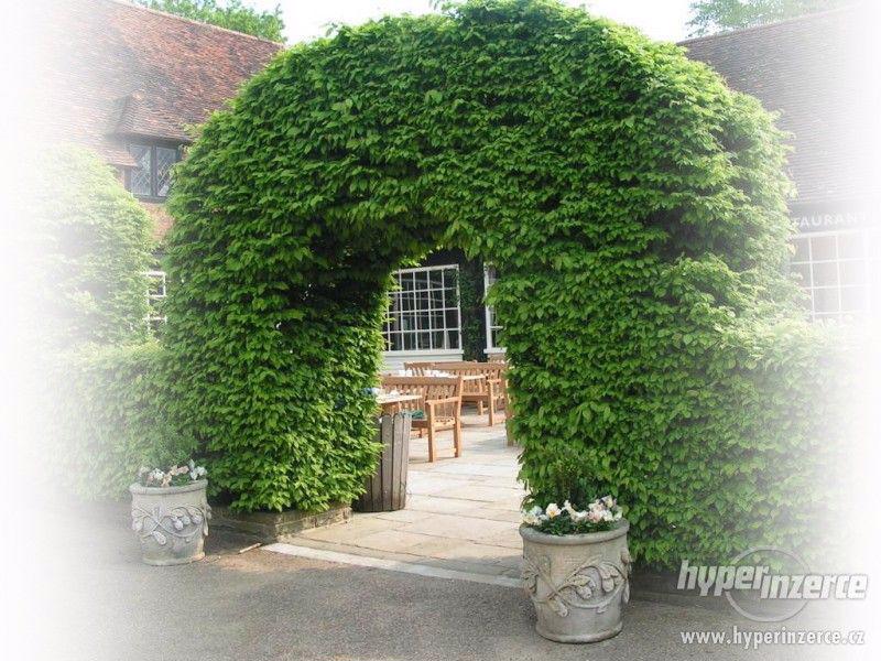 Živý plot - habr obecný - bazar - Hyperinzerce.cz