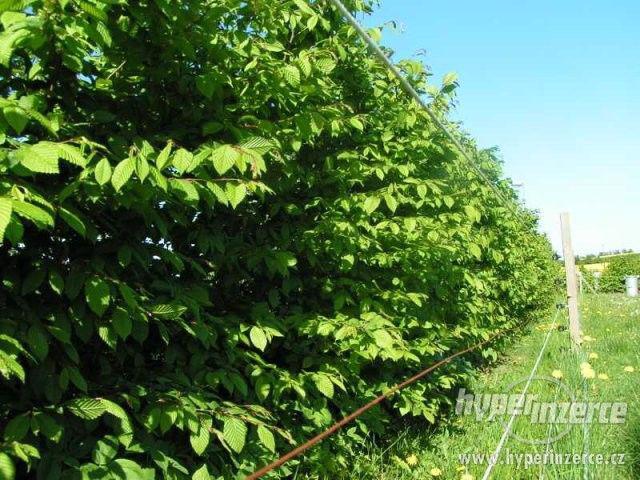 HABR OBECNÝ NA ŽIVÝ PLOT SILNÉ SAZENICE 150cm - bazar - Hyperinzerce.cz
