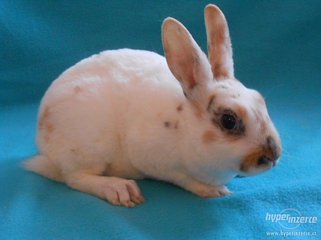 Zakrslí Rex králíčci - samička - bazar - Hyperinzerce.cz