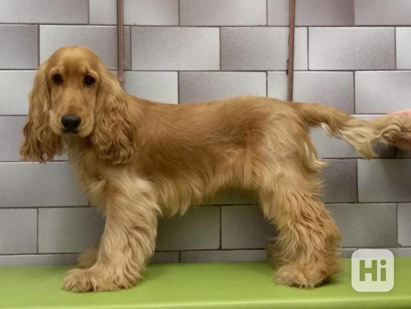 Anglický kokršpanel-štene - bazar - Hyperinzerce.cz