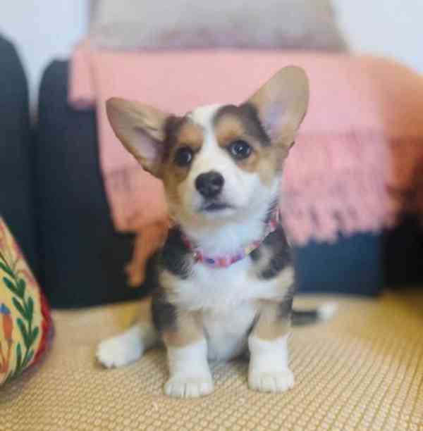 1 vWD & DM CLEAR GIRL KC REG CORGI ŠTĚŇATA - bazar - Hyperinzerce.cz