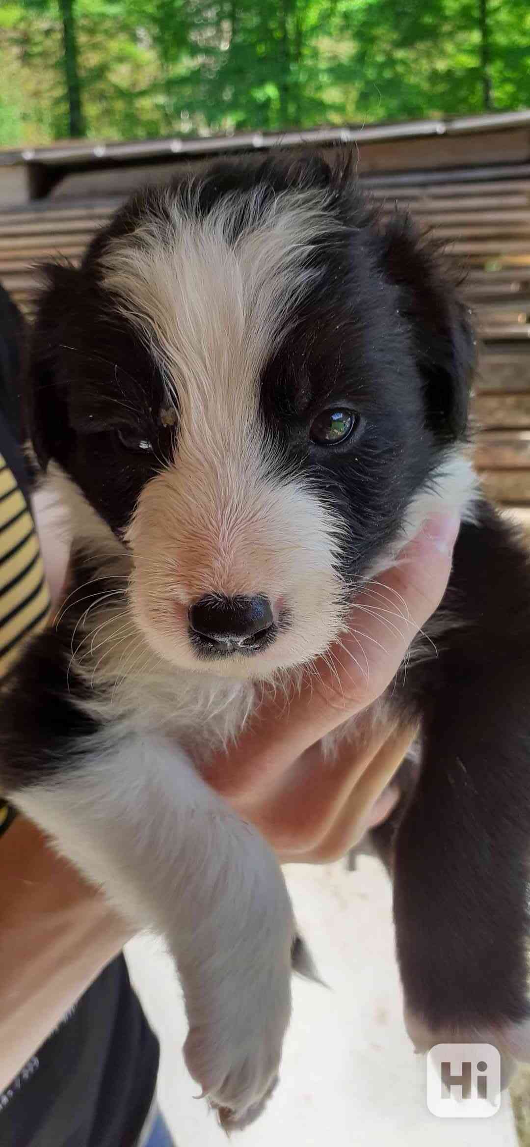 Štěně border kolie - bazar - Hyperinzerce.cz