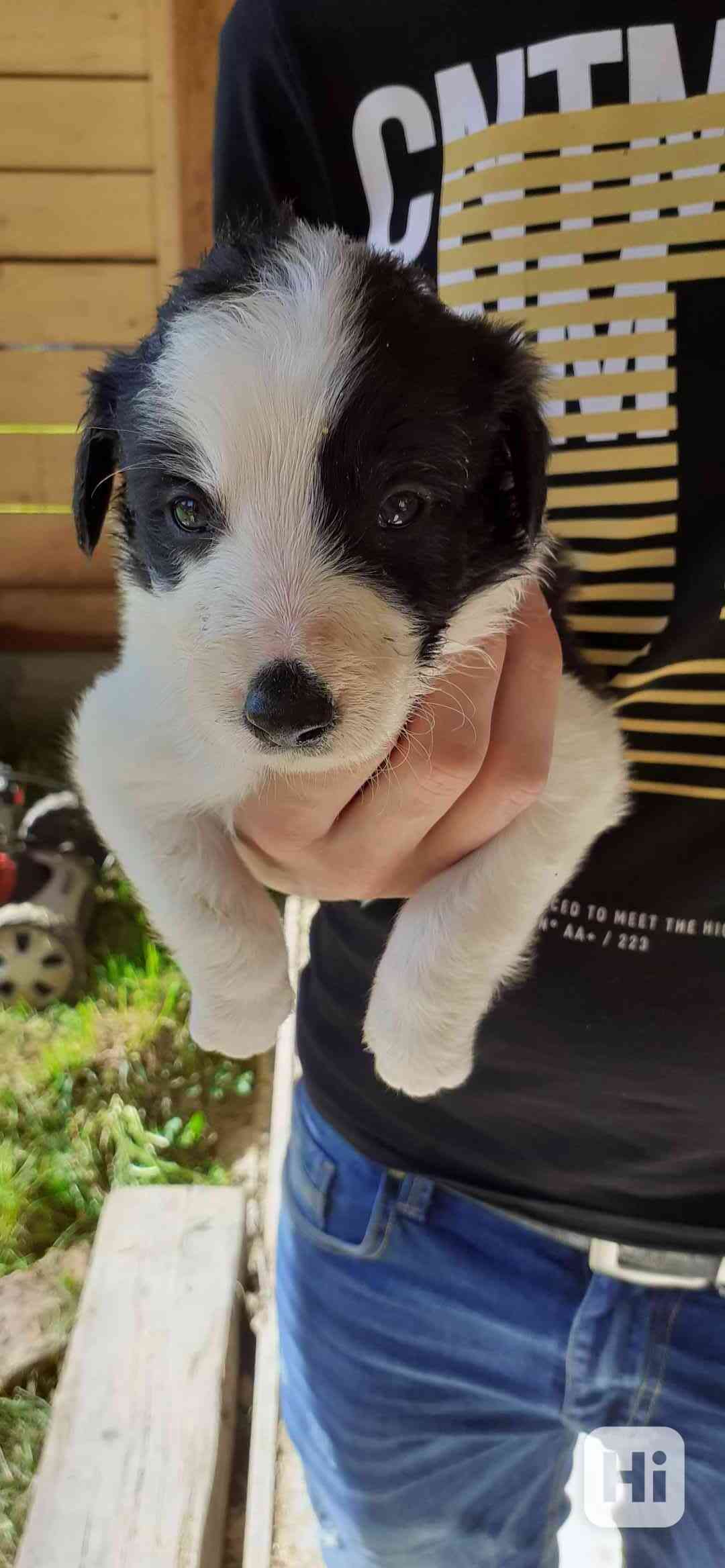 Štěně border kolie - bazar - Hyperinzerce.cz