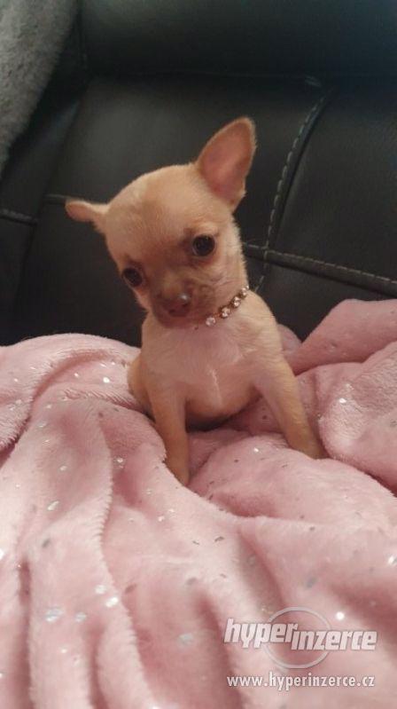 Vyhledávání: mini civava - Hyperinzerce.cz