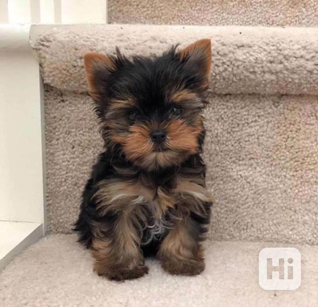 jorkšírský terier s PP - bazar - Hyperinzerce.cz