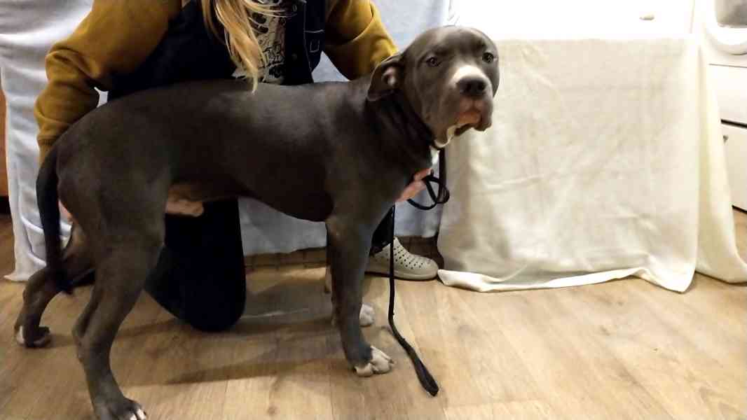 American bully xl - bazar - Hyperinzerce.cz