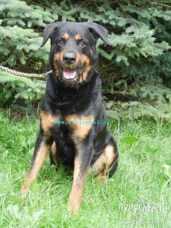 Rotvajler - bazar - Hyperinzerce.cz