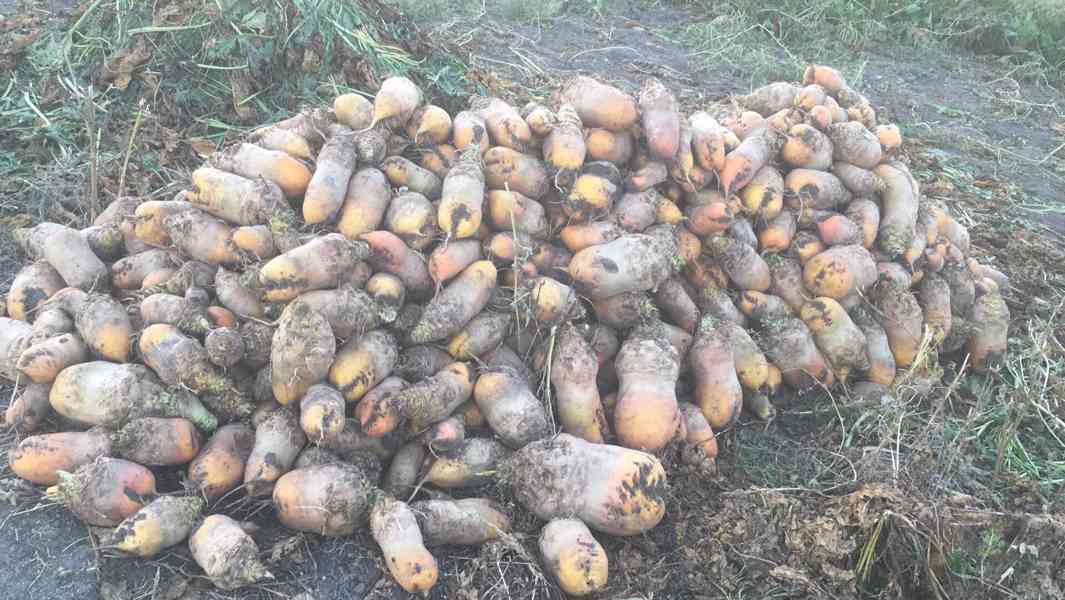 Vyhledávání: krmna repa - Hyperinzerce.cz