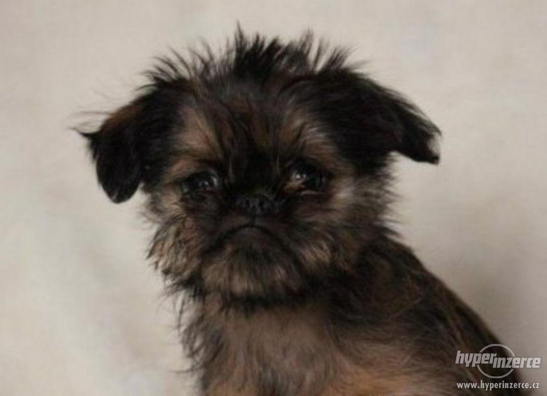 Grifonek, Brabantík s PP - bazar - Hyperinzerce.cz