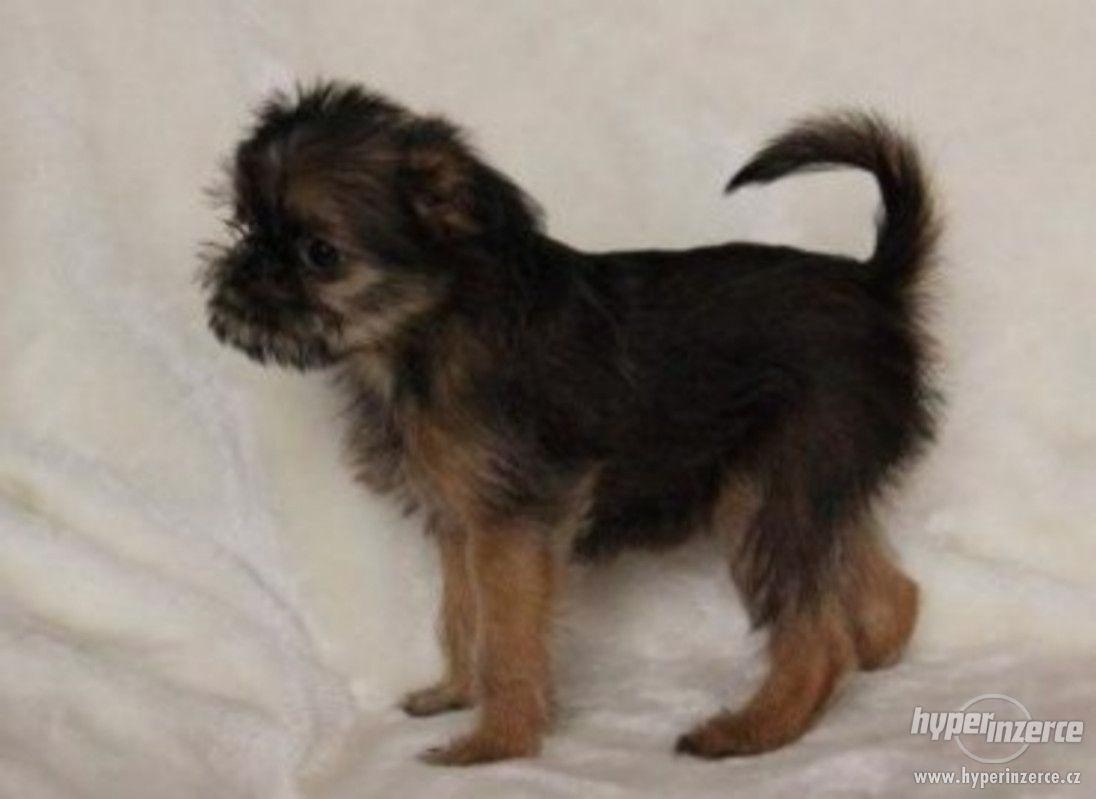 Grifonek, Brabantík s PP - bazar - Hyperinzerce.cz